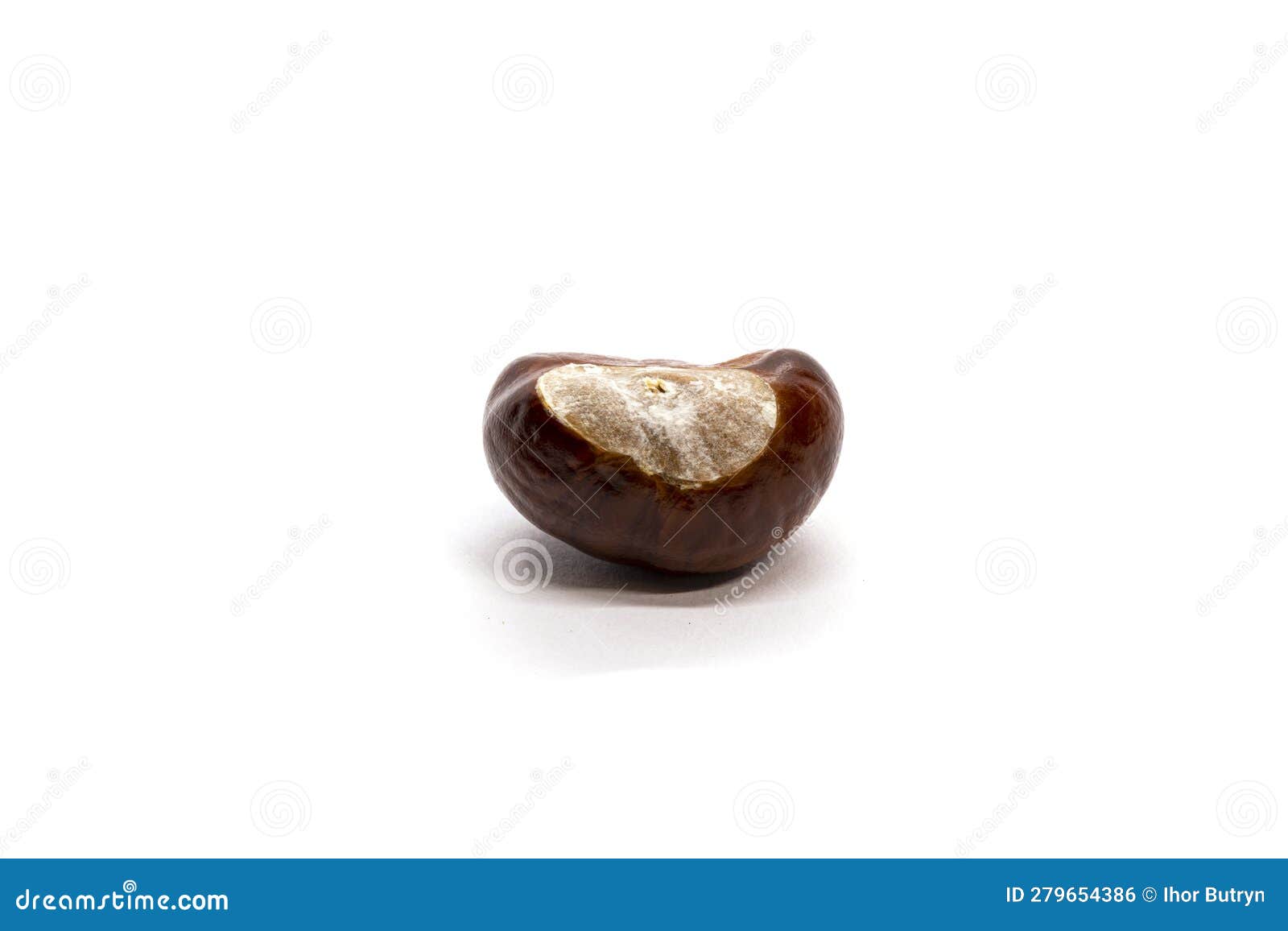 One Chestnut Close Up on a Background Stock Photo - Image of isolated ...