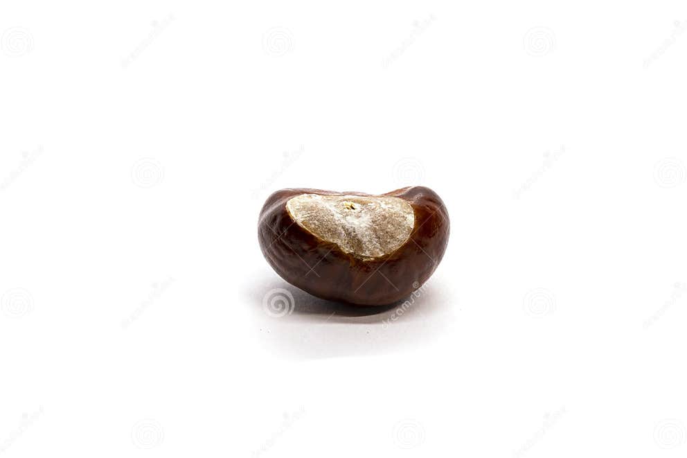 One Chestnut Close Up on a Background Stock Photo - Image of isolated ...