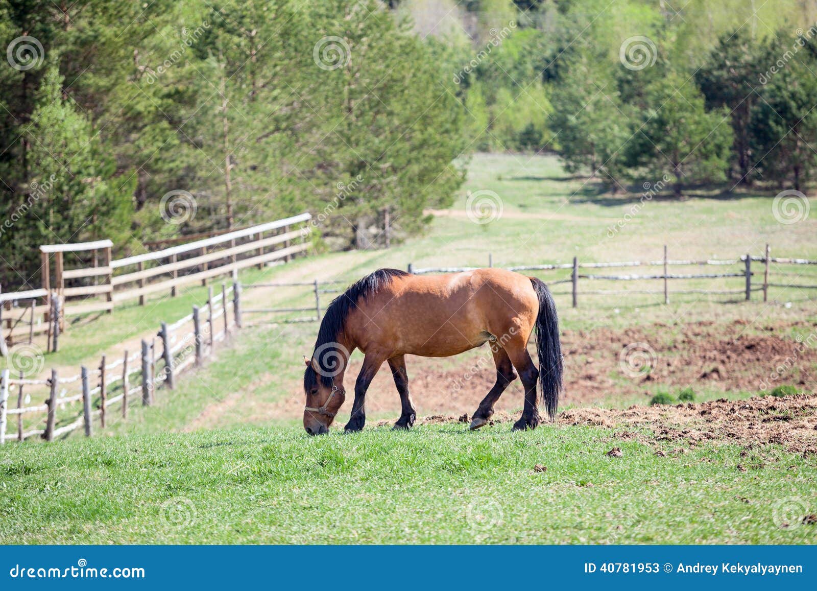 One Chestnut Horse Grazing in Paddock Stock Image - Image of livestock ...