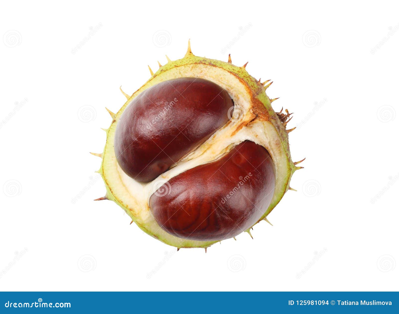One Chestnut Isolated on White Background. Macro Stock Photo - Image of ...
