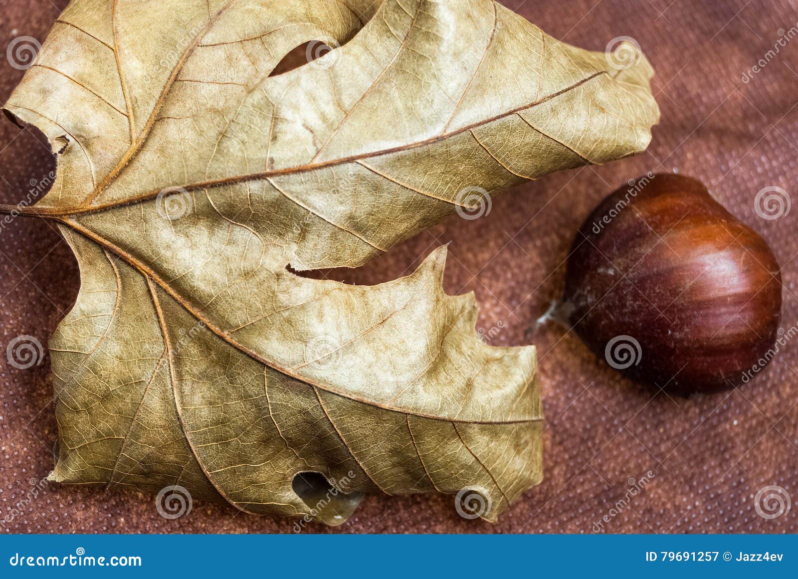 One Chestnuts on Brown Cloth Background with Leaves and Raw Sh Stock ...