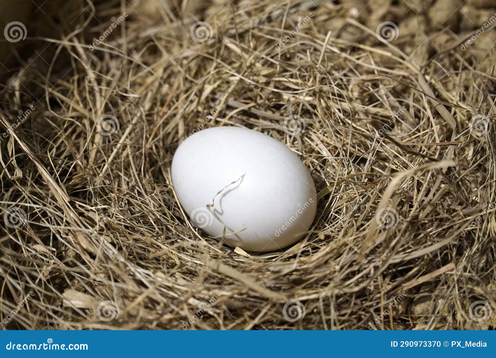 One chicken egg stock photo. Image of farming, single - 290973370