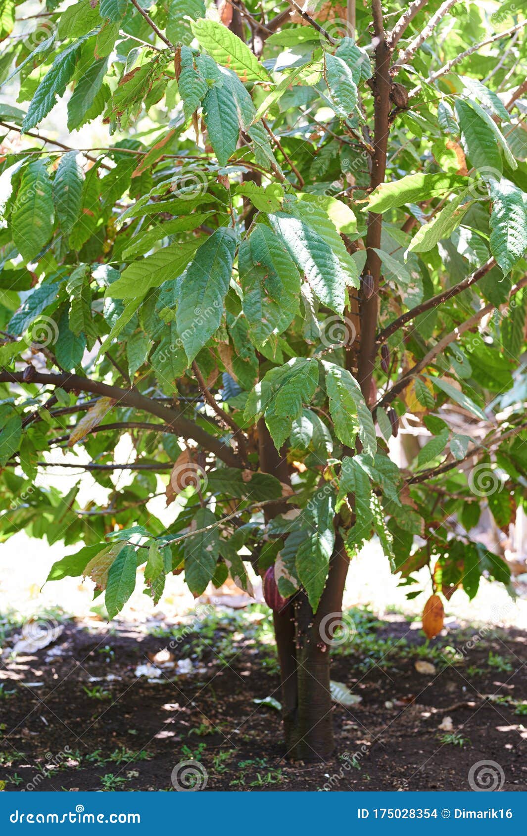 One chocolate cacao tree stock photo. Image of outdoor - 175028354