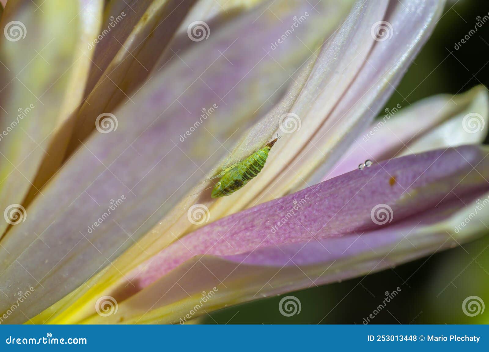 One Cicada Sits on a Stalk in a Meadow Stock Photo - Image of creature ...