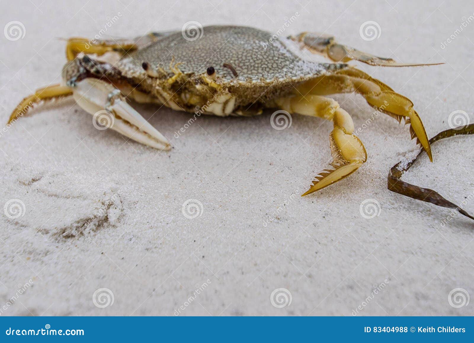 One-Claw Crab stock photo. Image of weathered, crab, sand - 83404988