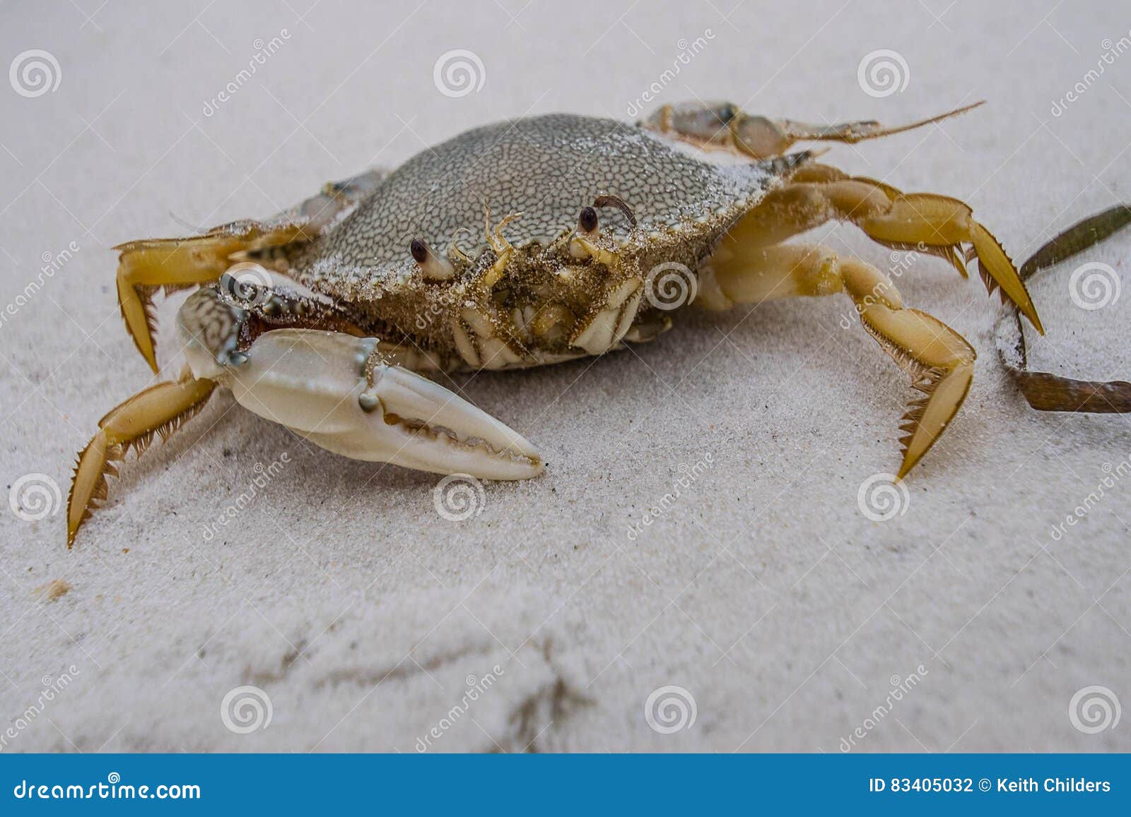 One-Claw Crab4 stock photo. Image of sand, ocean, florida - 83405032