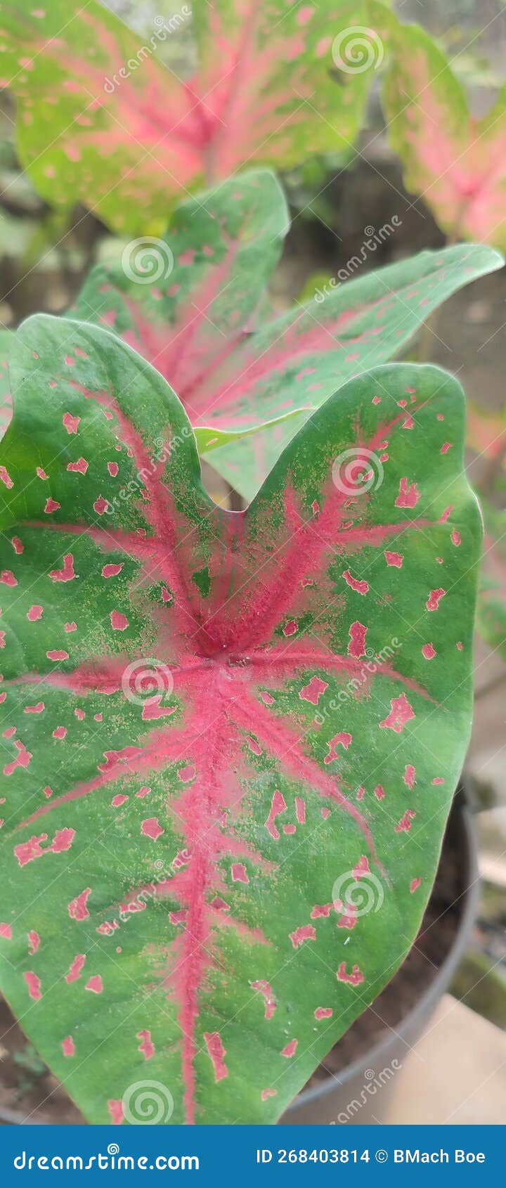 One of clorofil stock photo. Image of leaf, blossom - 268403814