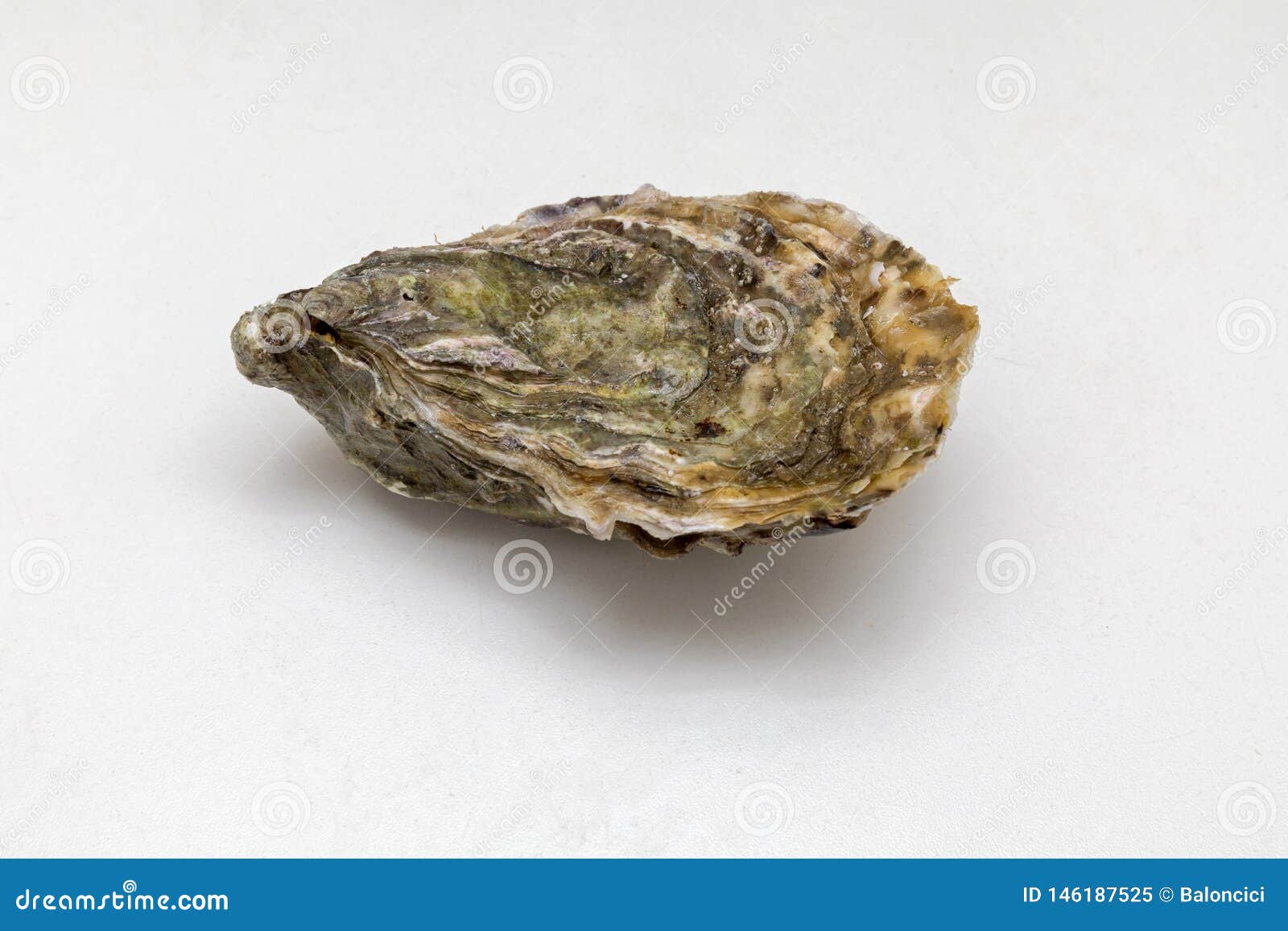 One Closed Oyster stock image. Image of molluscs, closed - 146187525