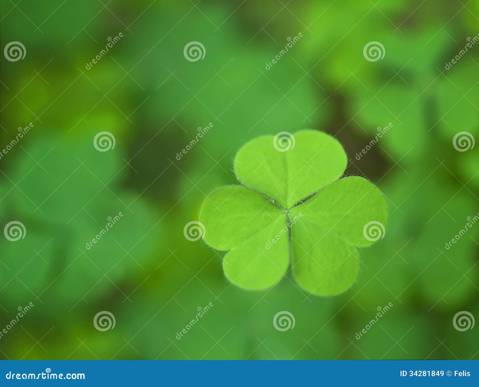One clover stock image. Image of celebrations, frame - 34281849