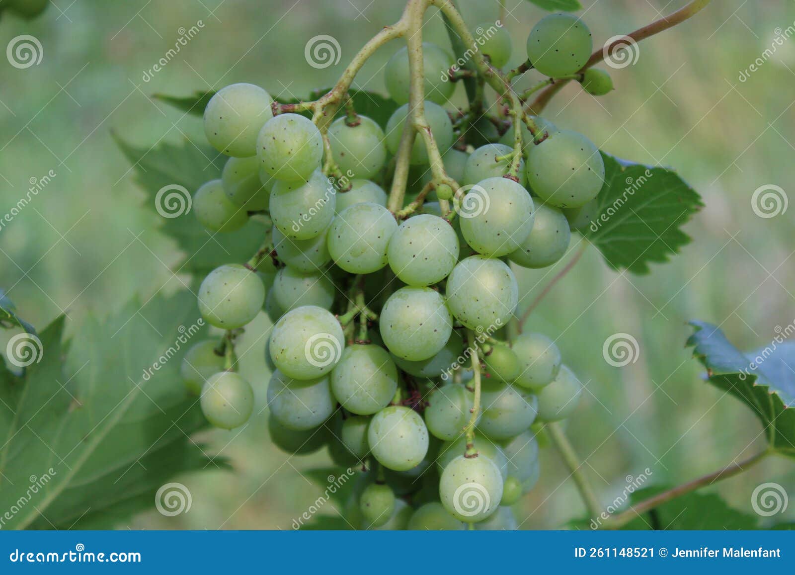 One Cluster of Green Grapes Stock Image - Image of plant, berry: 261148521