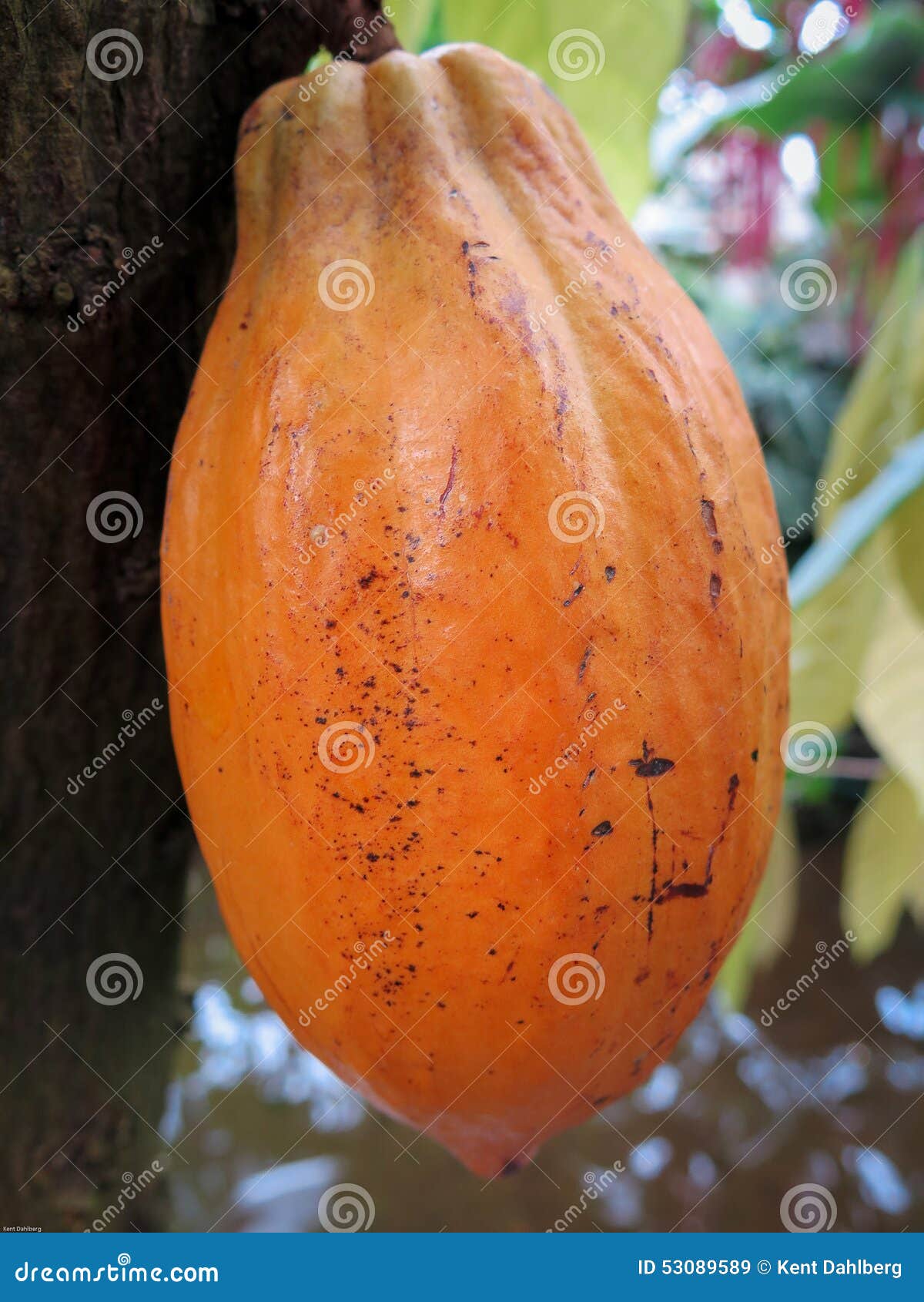 One cocoa bean stock image. Image of tropical, beans - 53089589