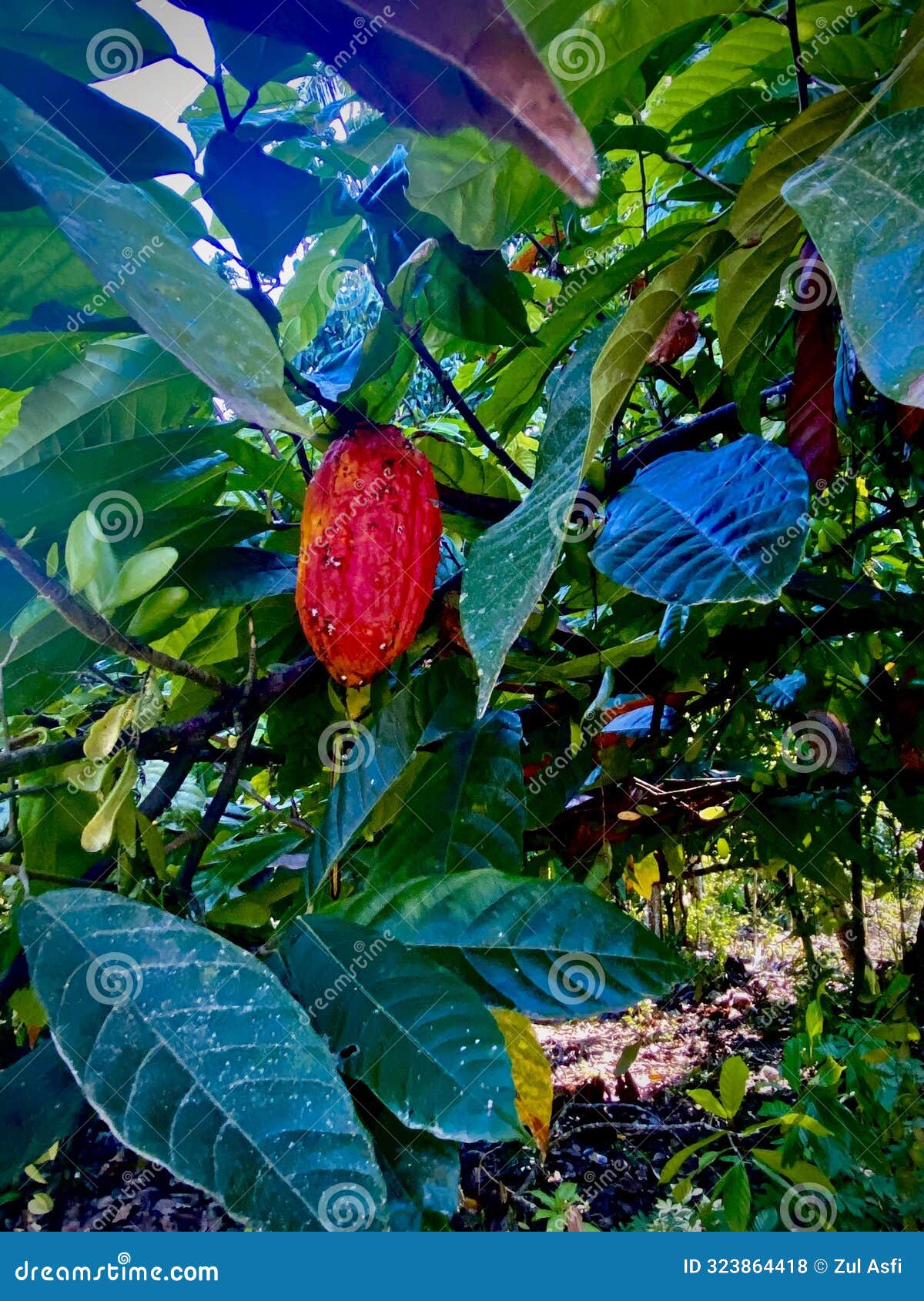 One Cocoa Still Alone at the Tree Stock Photo - Image of alone, tree ...