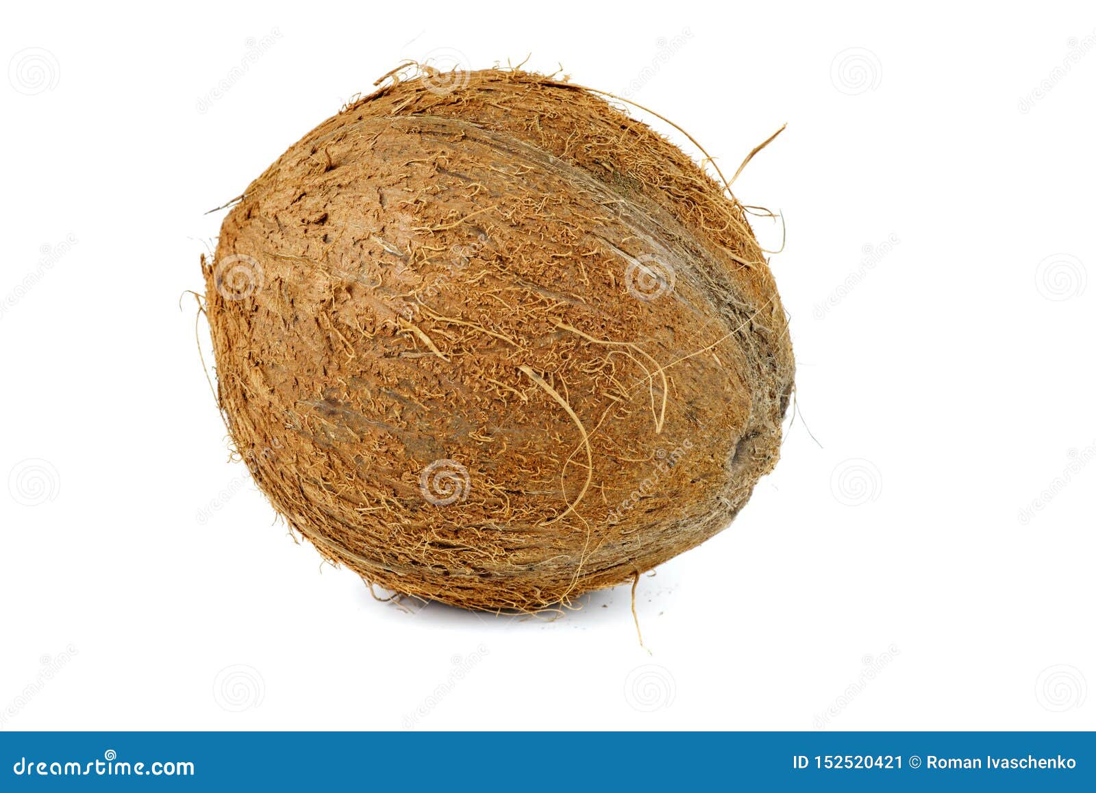 One coconut stock image. Image of ingredient, exotic - 152520421