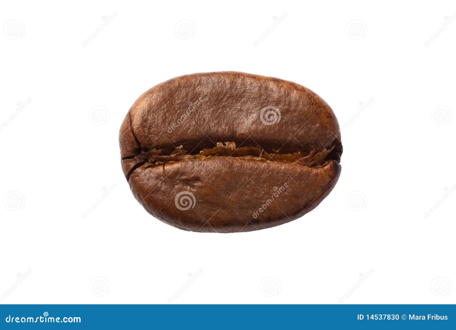 One Coffee Bean Stock Photo - Image: 14537830