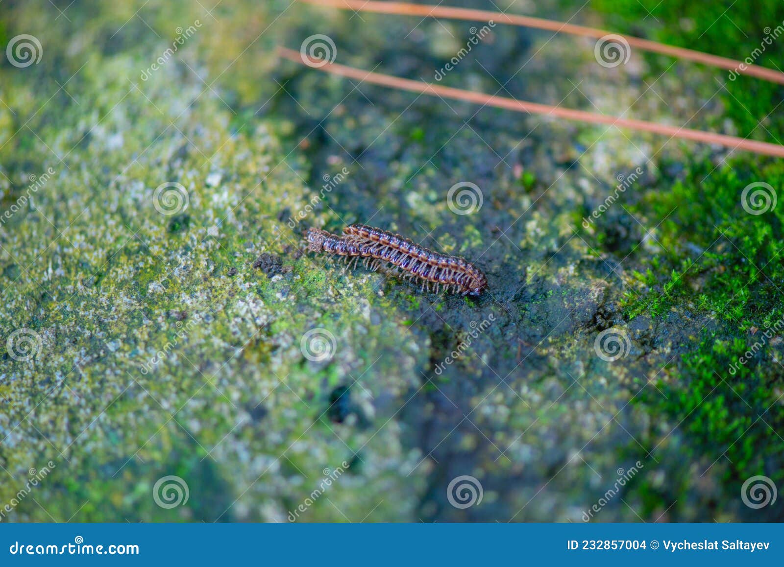 One Colored Worm Crawling on the Ground Stock Photo - Image of growth ...