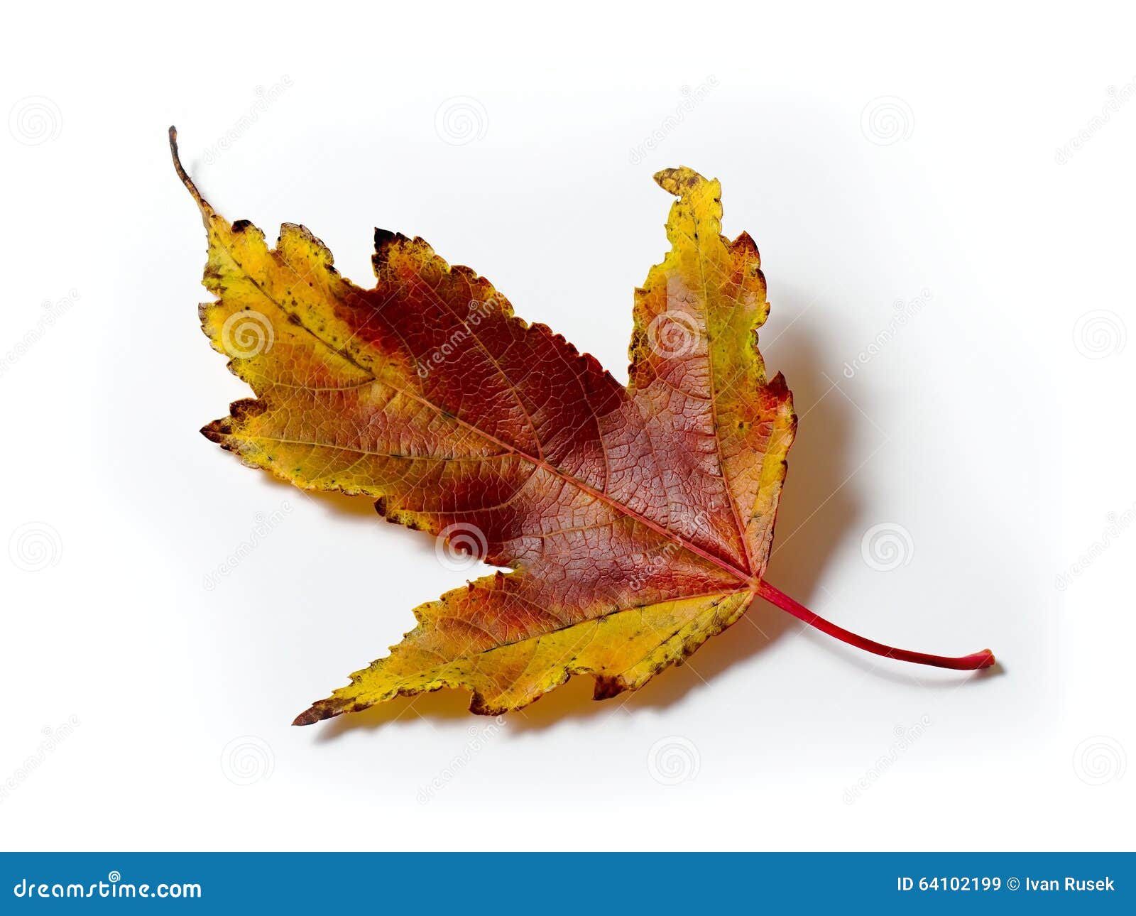One colorful autumn leaf stock image. Image of yellow - 64102199