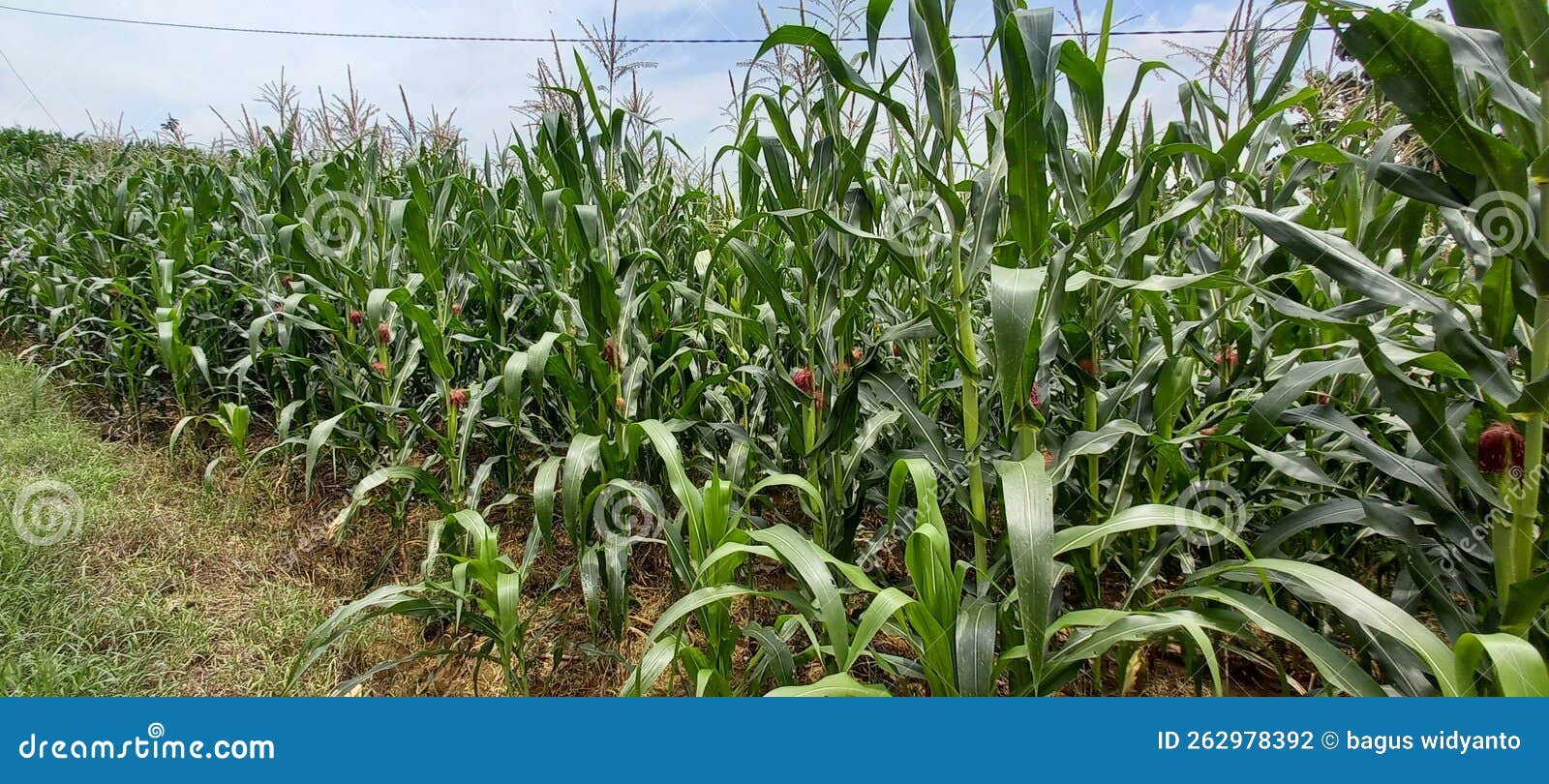 One of the Commodities of the Indonesian Kendeng Mountains Stock Photo ...