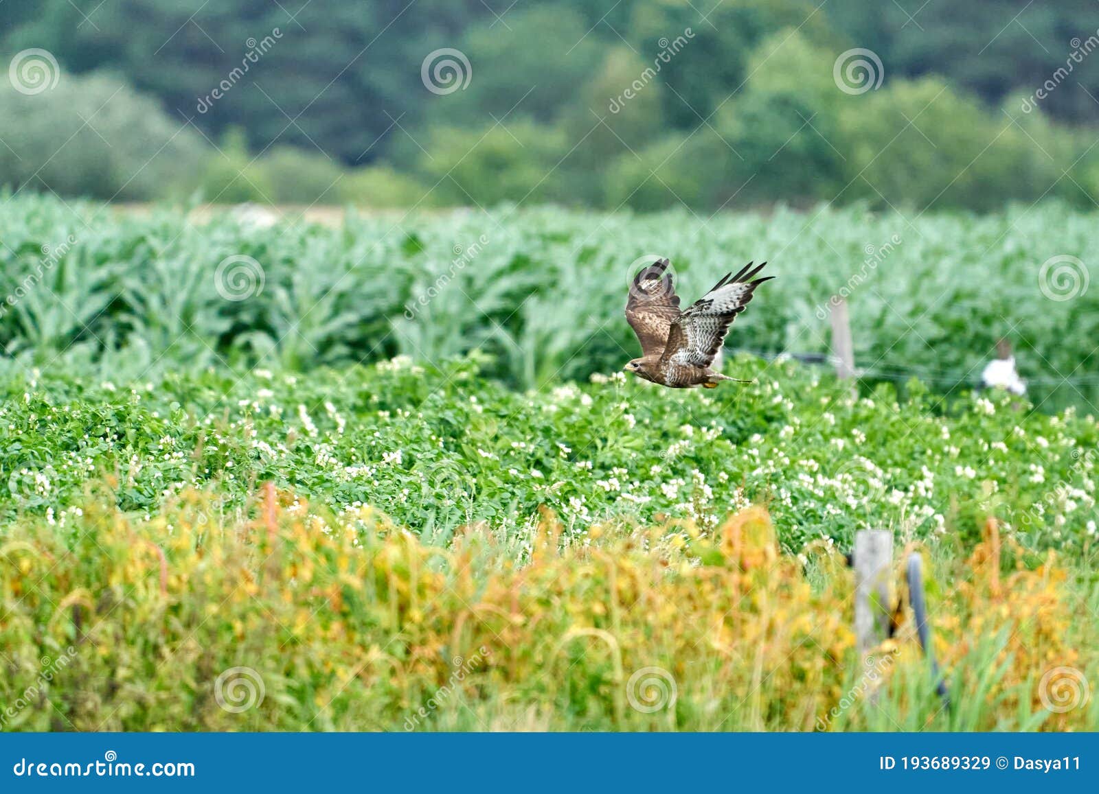 One Common Buzzard, Buteo Buteo, on Spring Field, One Buzzard with ...