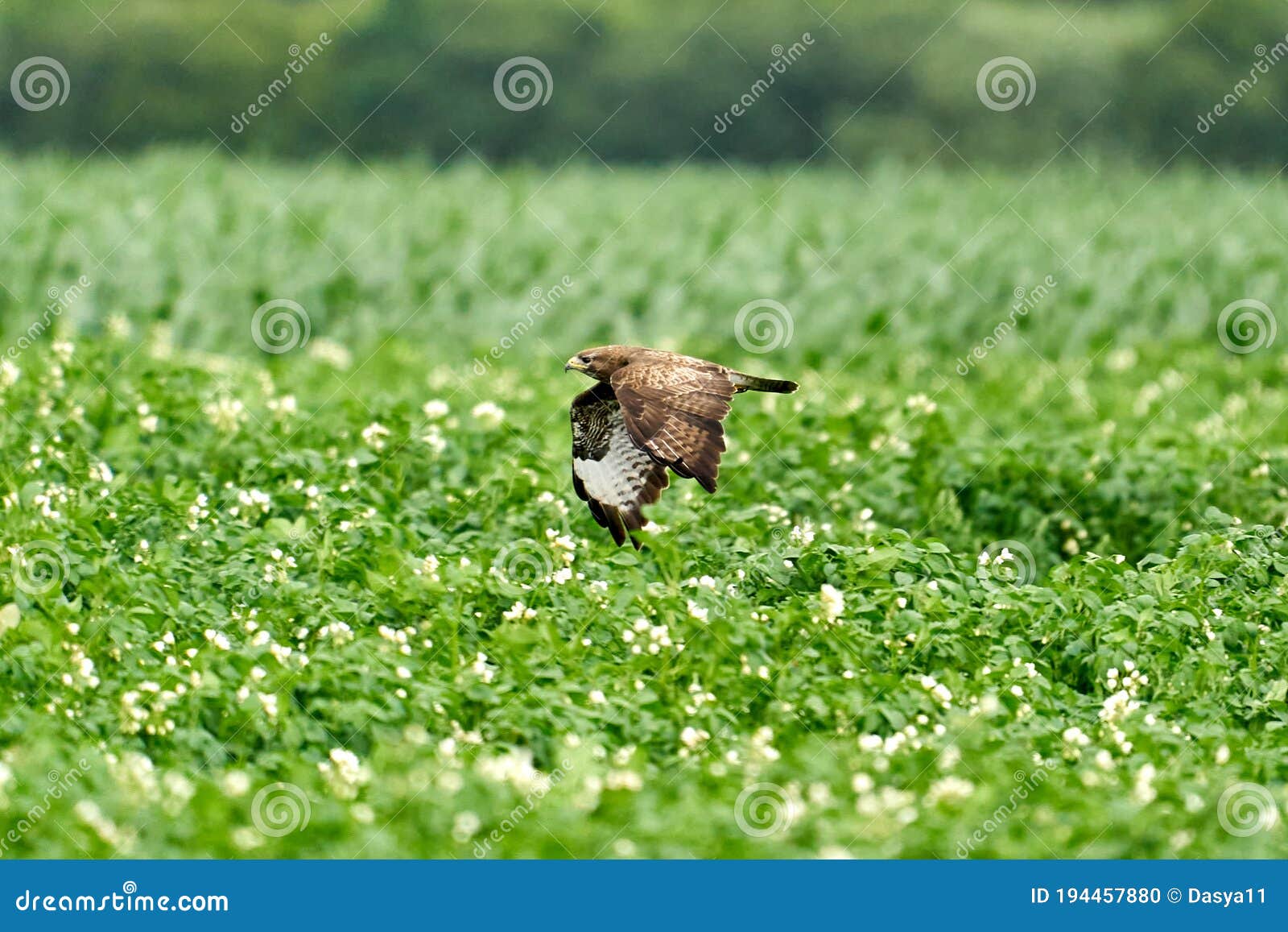 One Common Buzzard, Buteo Buteo, on Spring Field, One Buzzard with ...