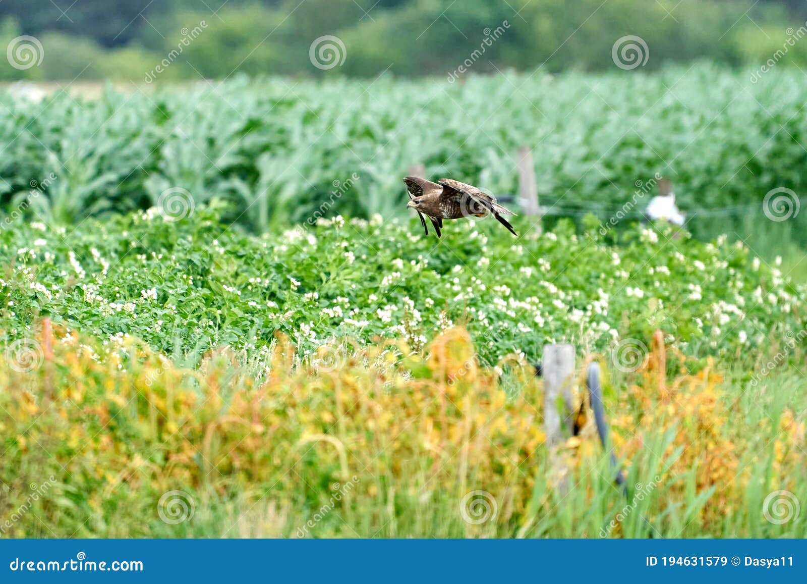 One Common Buzzard, Buteo Buteo, on Spring Field, One Buzzard with ...
