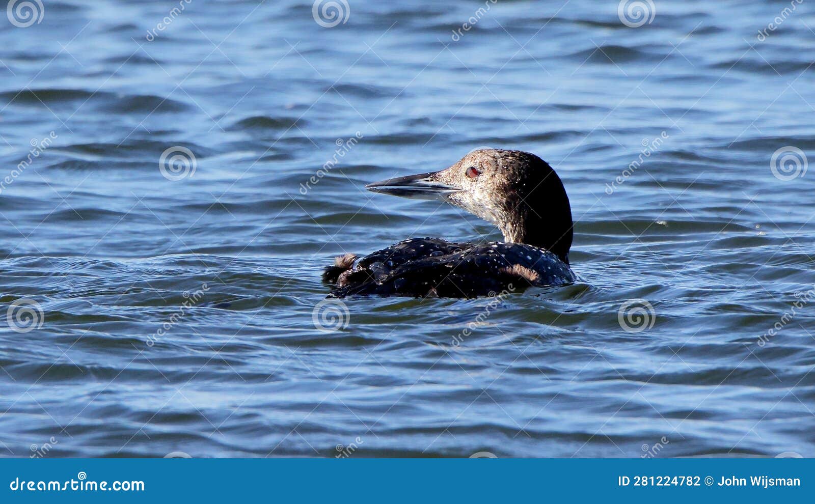 One Common Loon Swimming in Blue Water Stock Photo - Image of ocean ...
