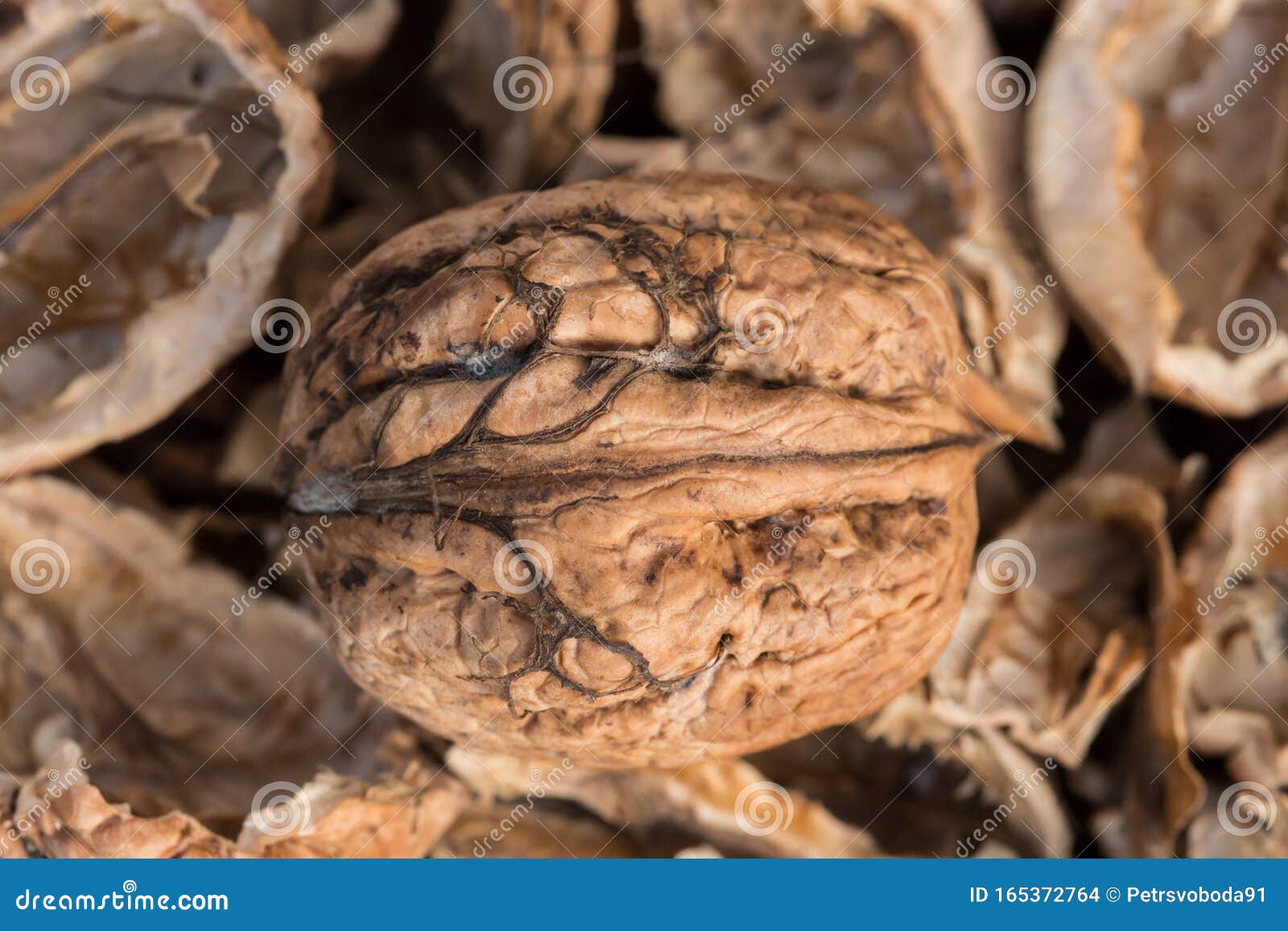 One Complete Walnut with Cracked Walnut Shells. Pieces of Nutshells ...