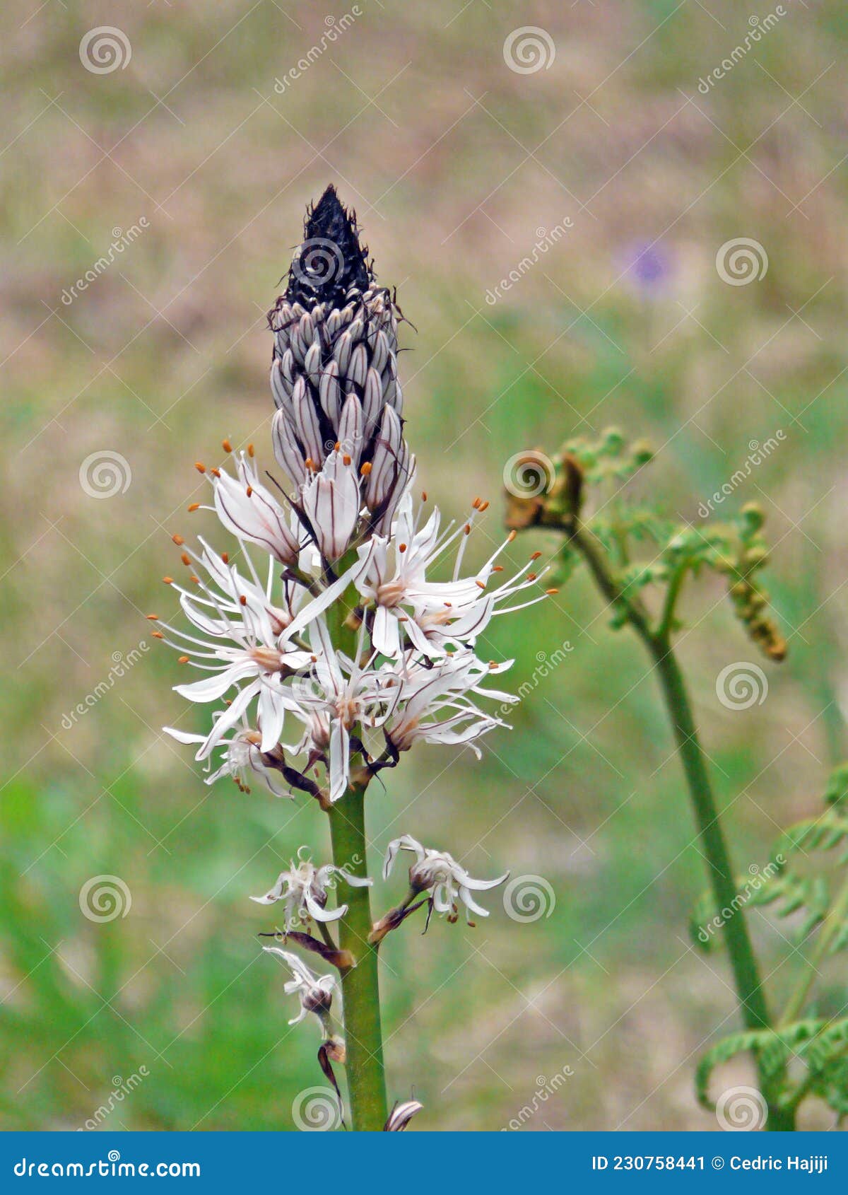 Dark To White Cone Flowers Shooted Focused on Foreground Stock Image ...