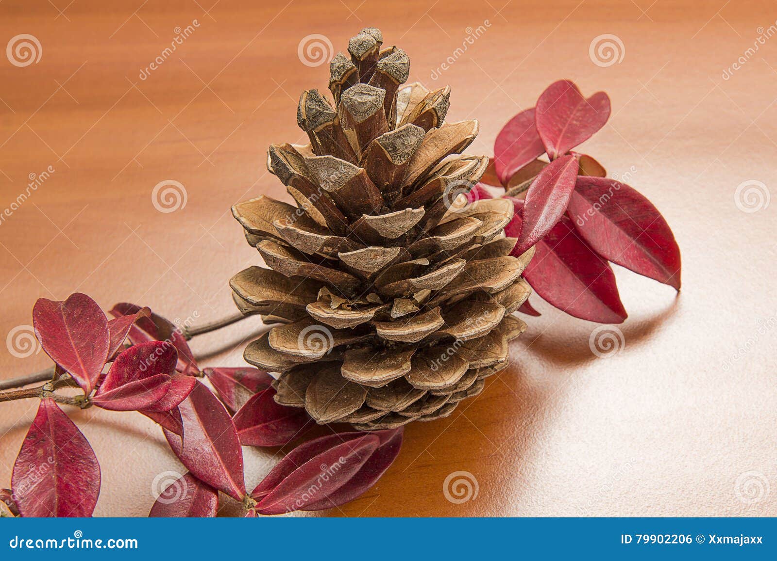 One cone pinecone close-up stock photo. Image of close - 79902206
