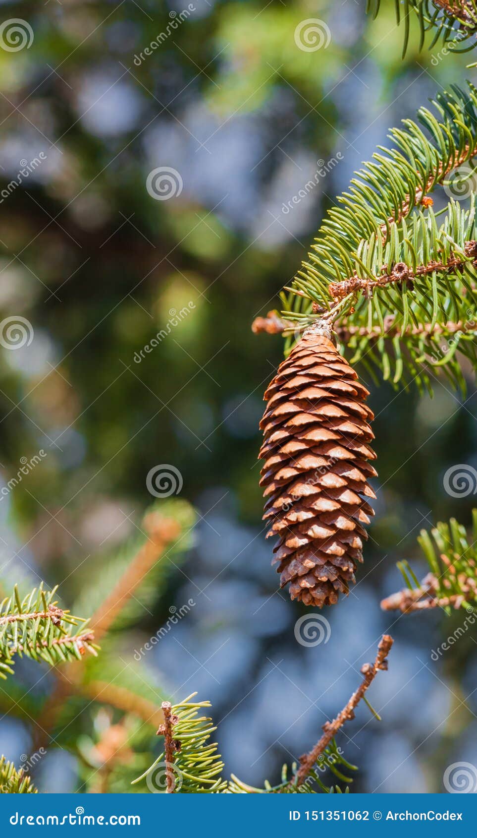 One Conifer Cone Handing Off Tree Branch Stock Photo - Image of conifer ...