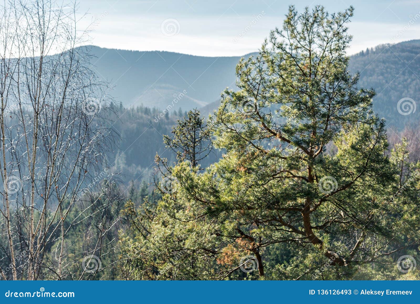 One Conifer Tree on a Background of Mountains Stock Image - Image of ...
