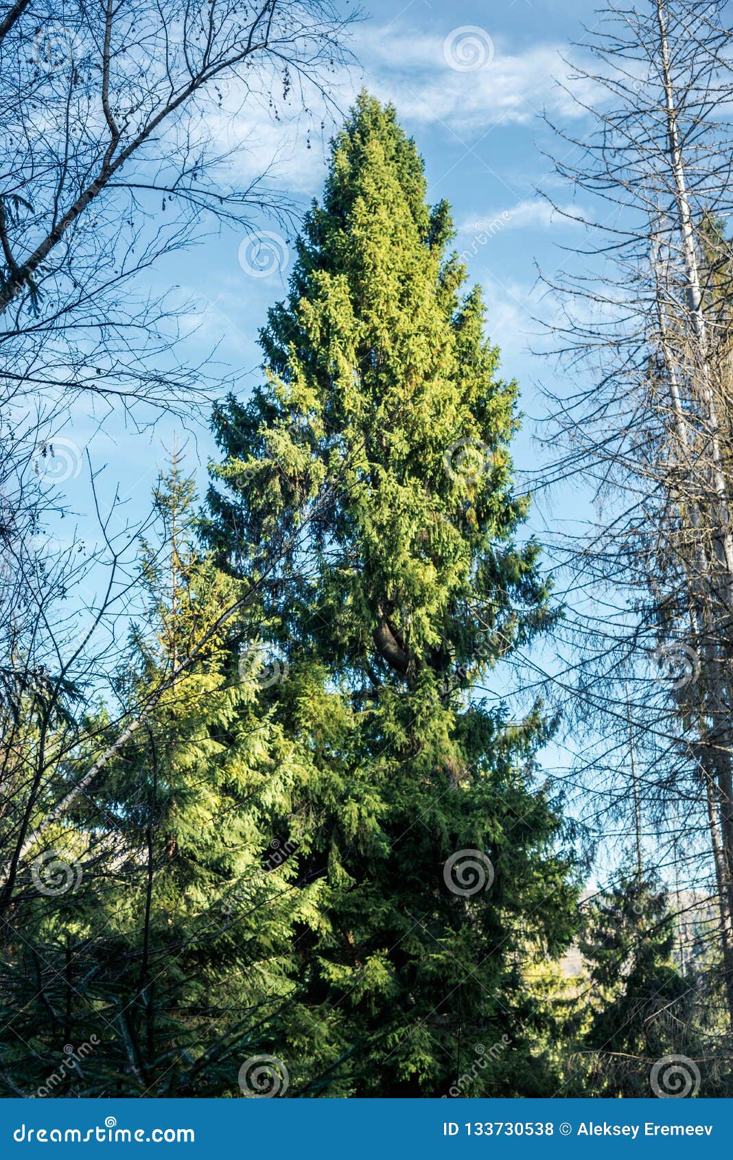 One Conifer Tree on a Background of Mountains Stock Photo - Image of ...