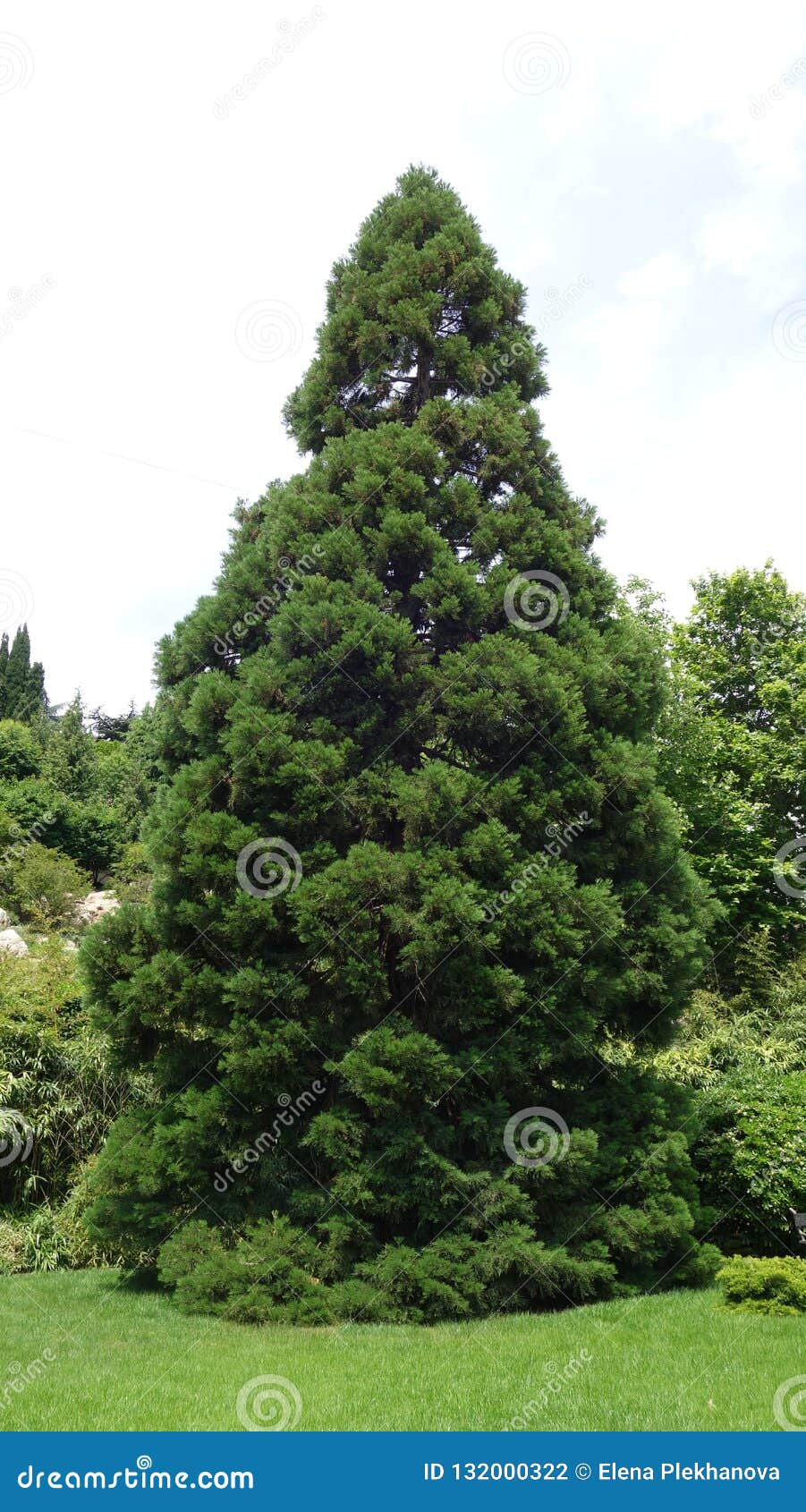 One coniferous tree stock photo. Image of greenery, vertically - 132000322
