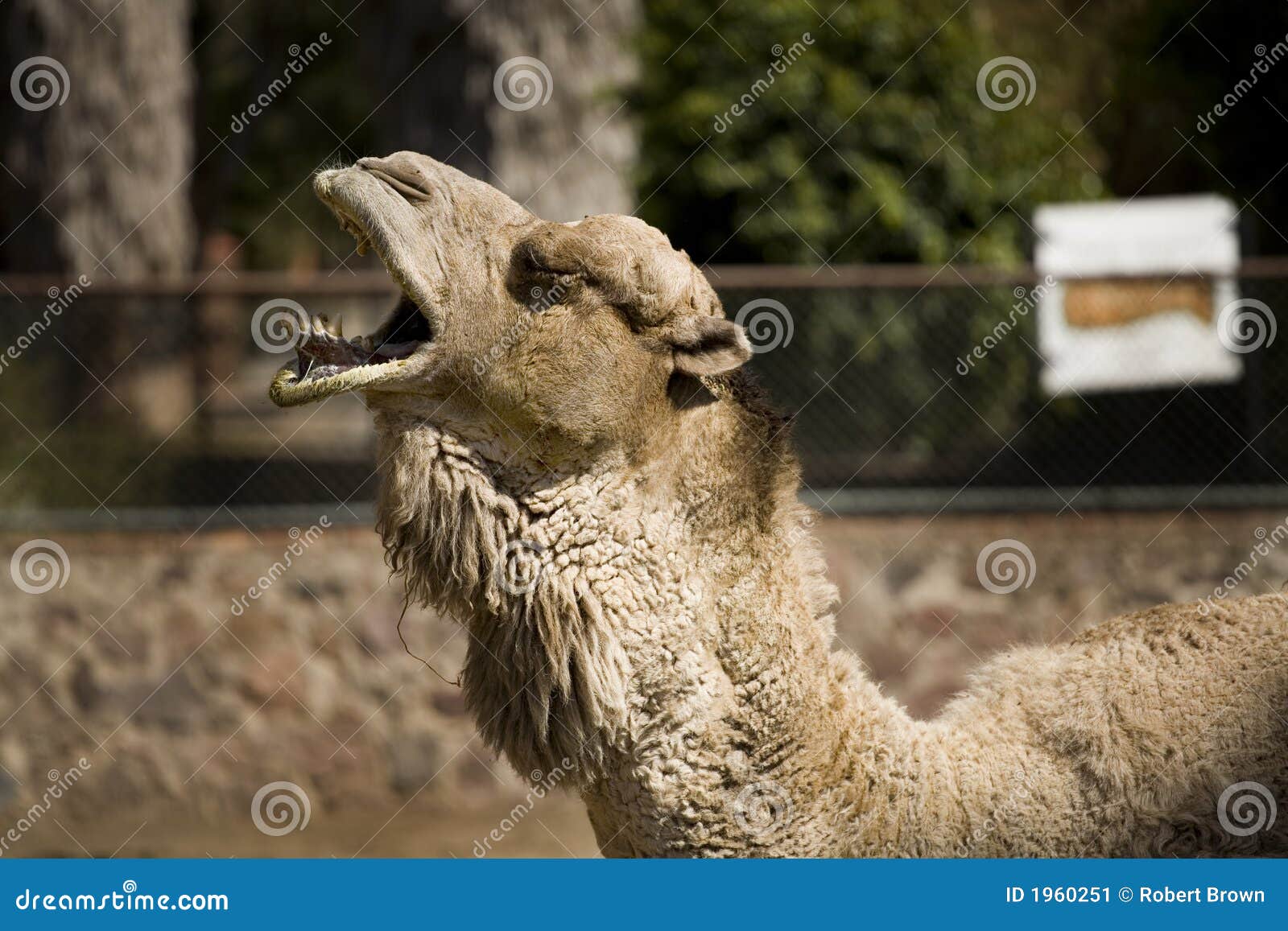 One Cool Camel stock image. Image of snout, cute, head - 1960251