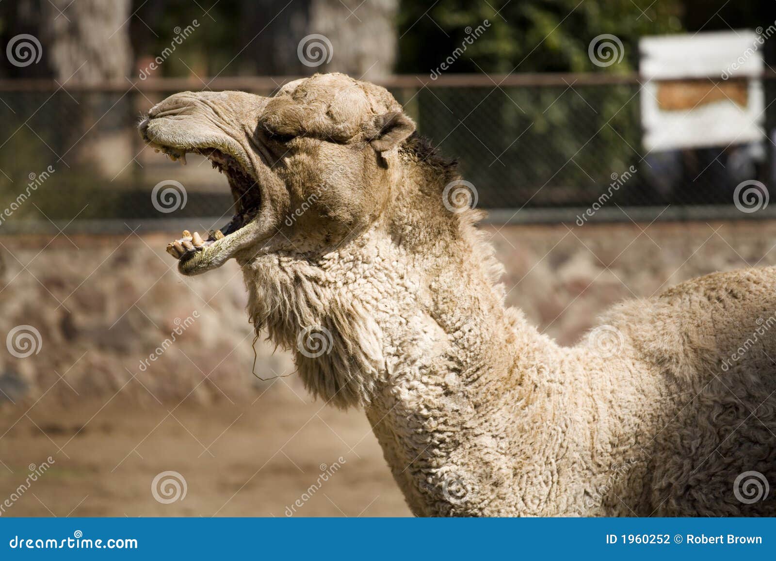 One Cool Camel stock photo. Image of eyes, shot, animal - 1960252