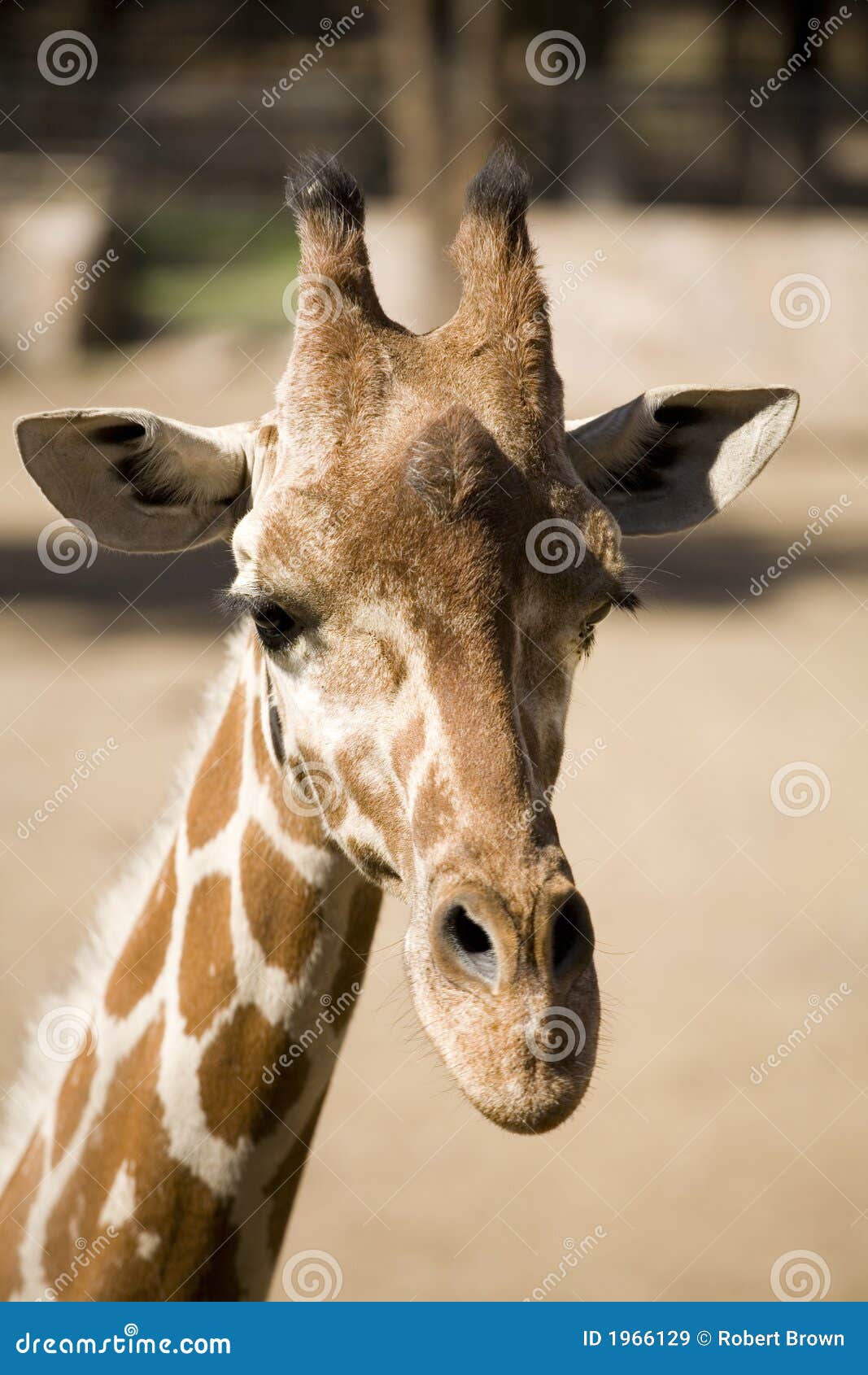 One Cool Giraffe stock image. Image of neck, snout, splotched - 1966129