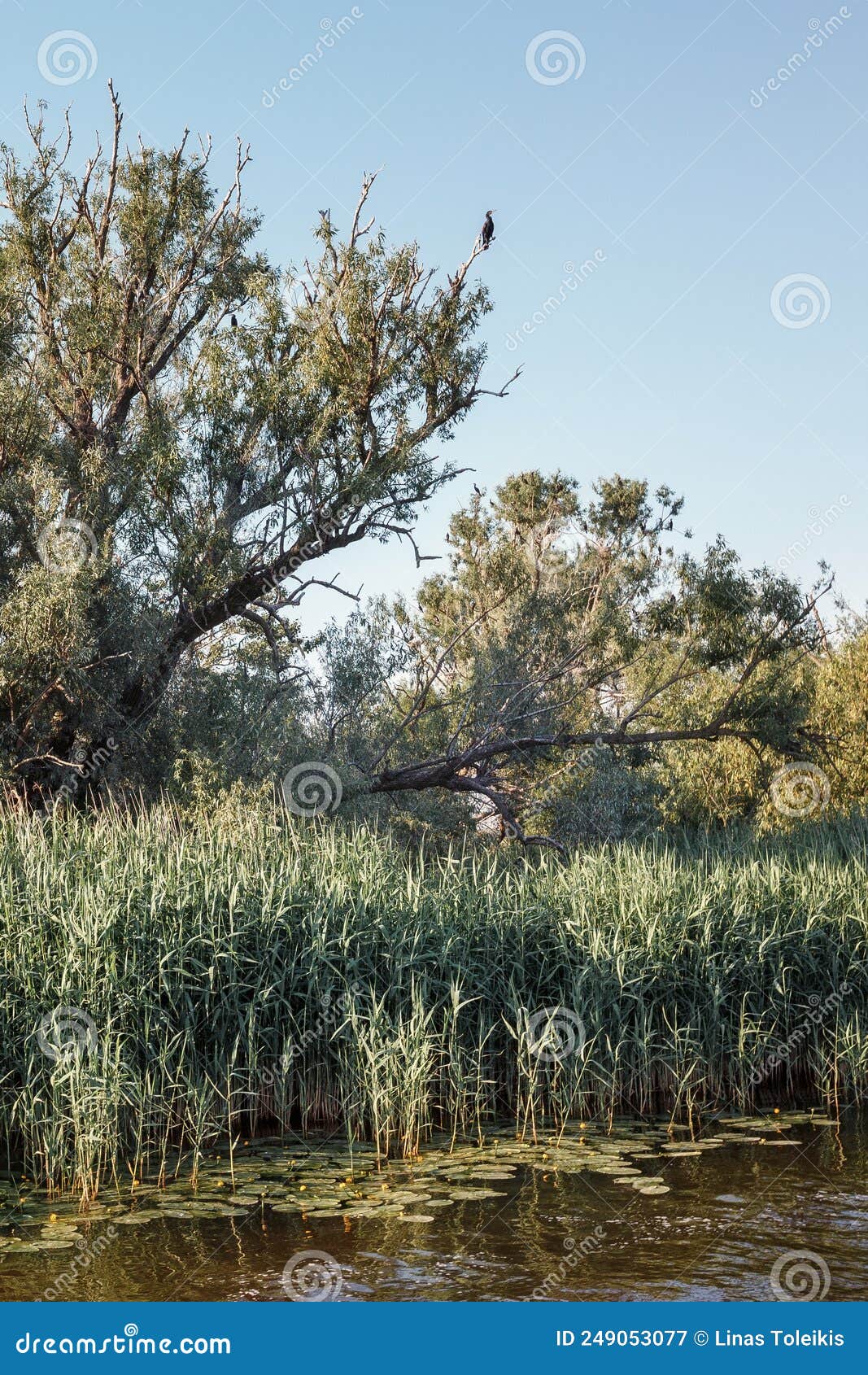 One Cormorant Proudly Squats at the Top of a Tree Stock Image - Image ...