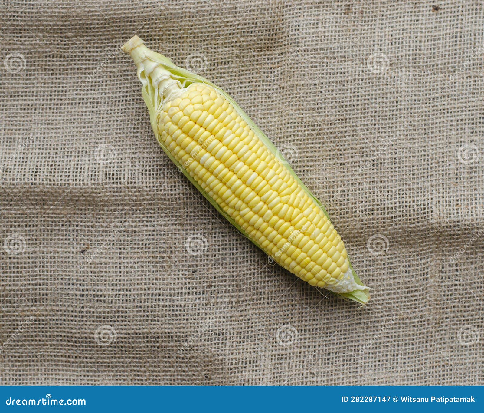 One Corn on Brown Cloth Bag, Top View Stock Image - Image of field ...