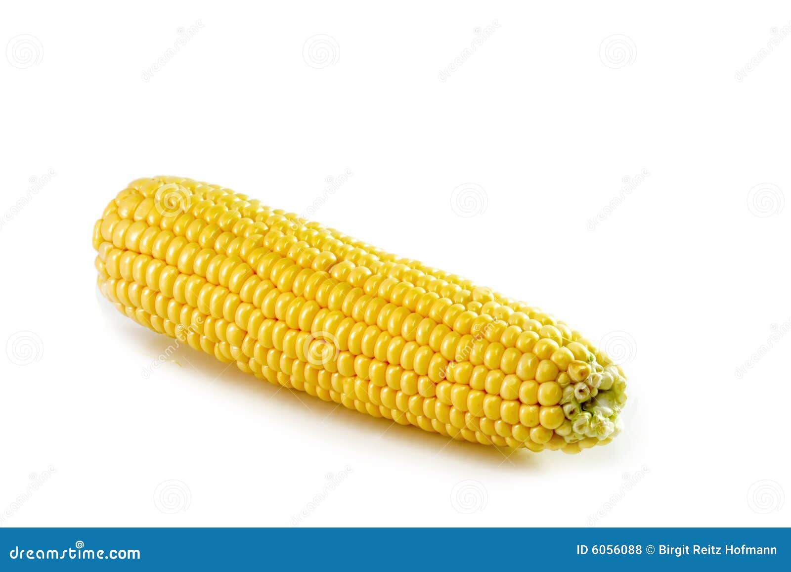 One corn crop stock photo. Image of food, nature, freshness - 6056088