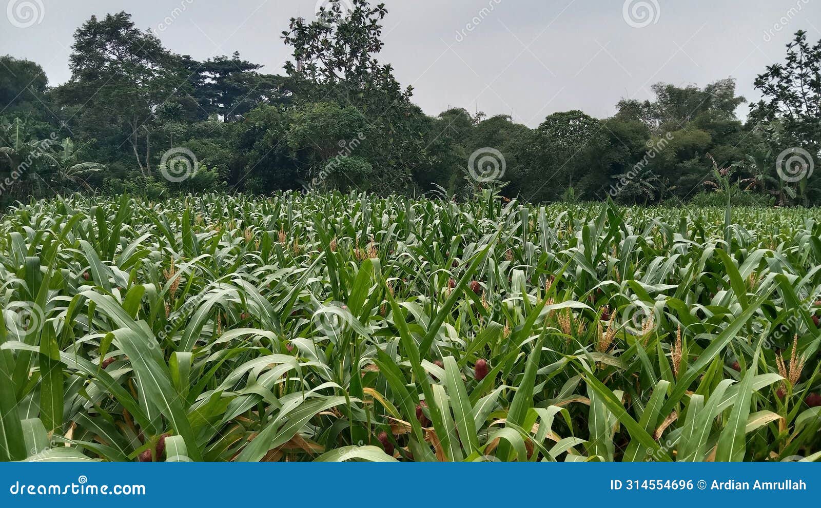 Green Corn Plants in One Place in Indonesia Stock Photo - Image of ...