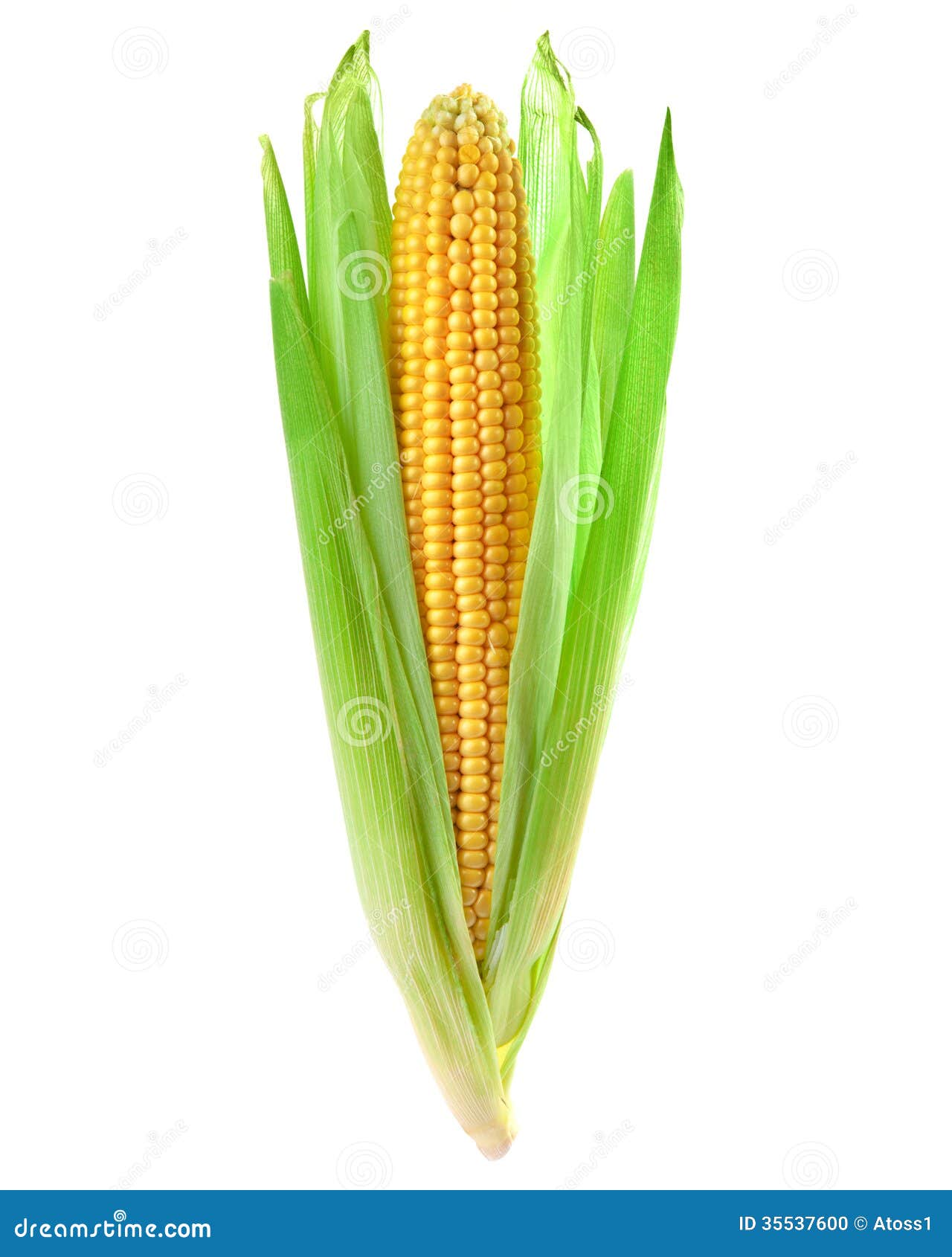 One corn isolated stock photo. Image of leaf, food, golden - 35537600