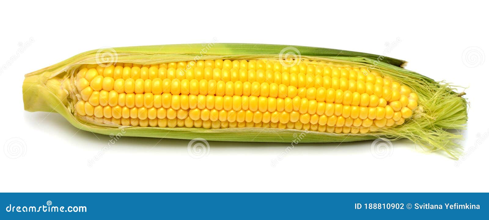 One Corn Isolated on White Background Stock Photo - Image of background ...