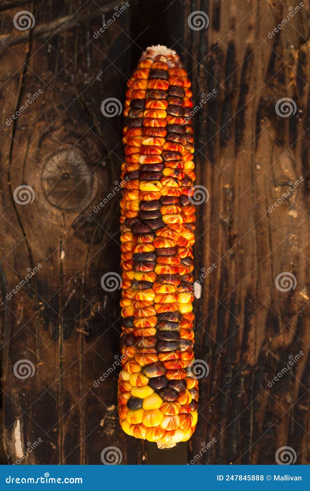 One Corn on a Wooden Background Stock Photo - Image of maize, golden ...