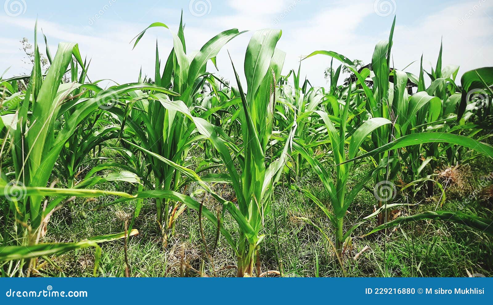 One Corner of the Corn Plant Stock Photo - Image of corner, plant ...