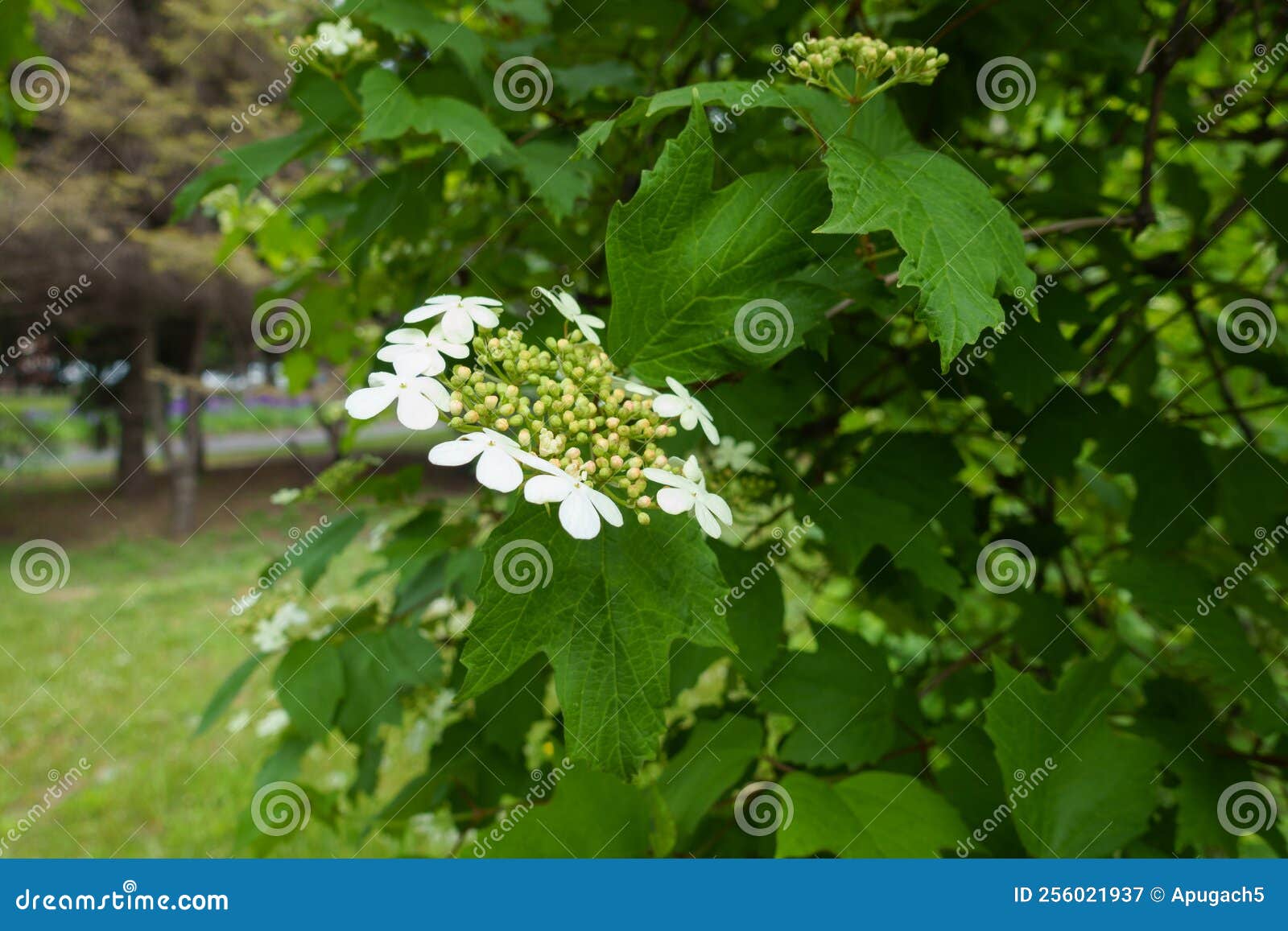 One Corymb of White Flowers of Viburnum Opulus Stock Image - Image of ...