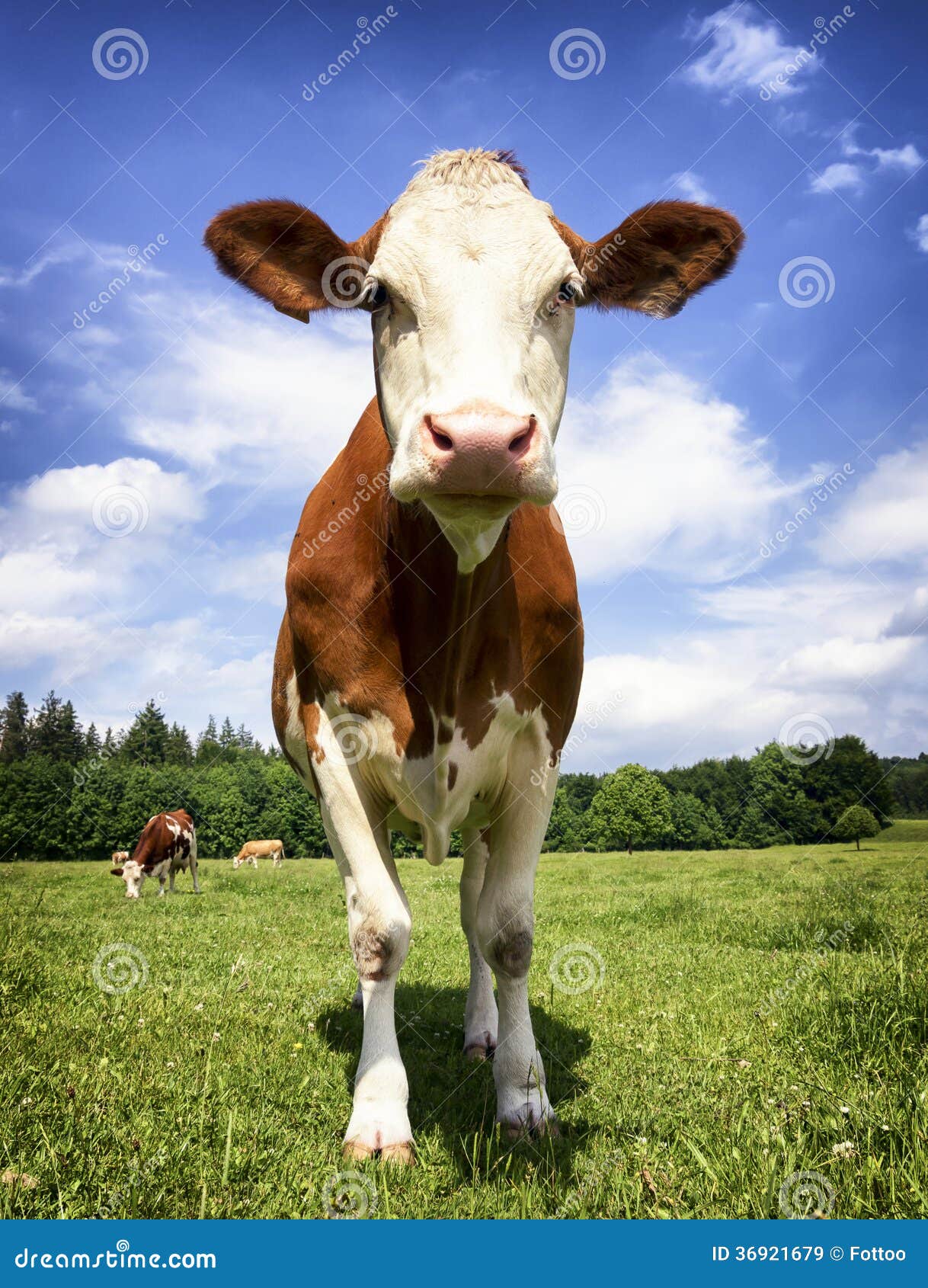 One cow stock image. Image of looking, brown, animal - 36921679