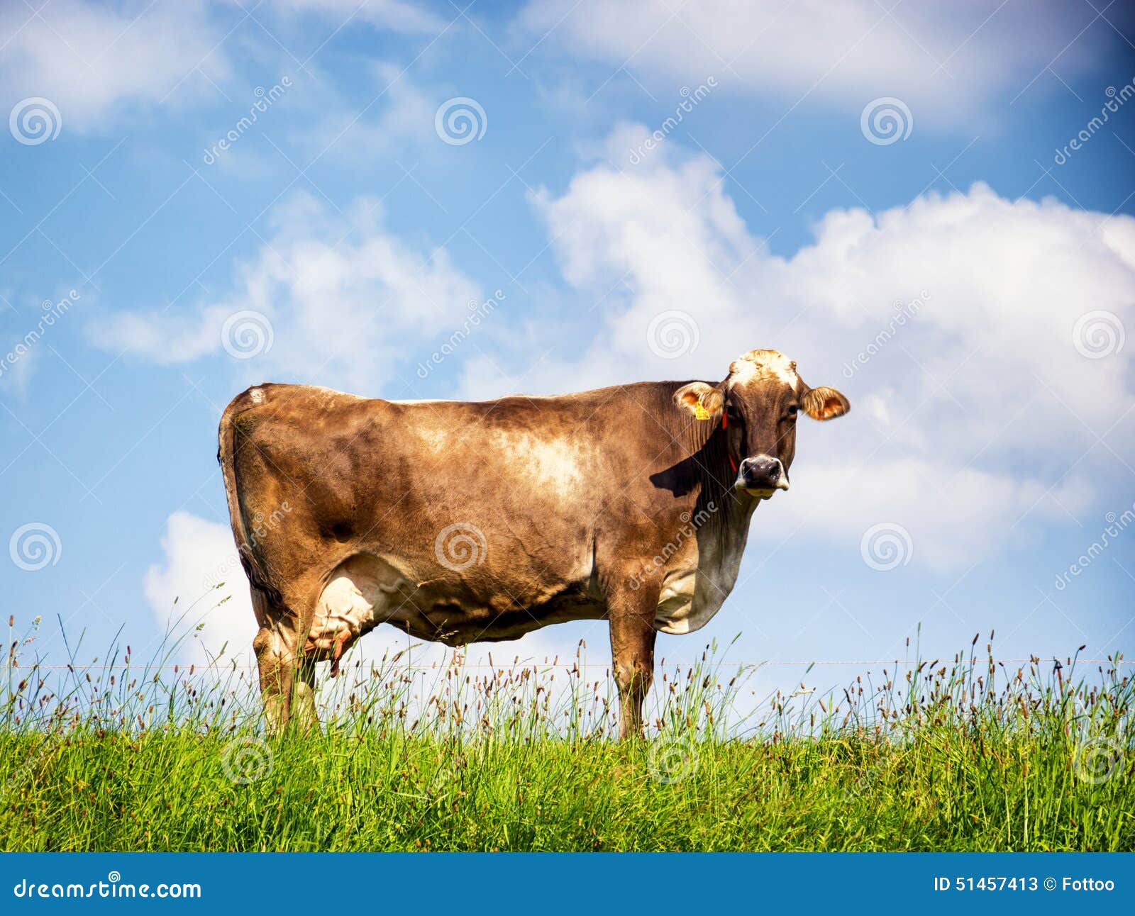 One cow stock image. Image of wide, looking, outdoors - 51457413
