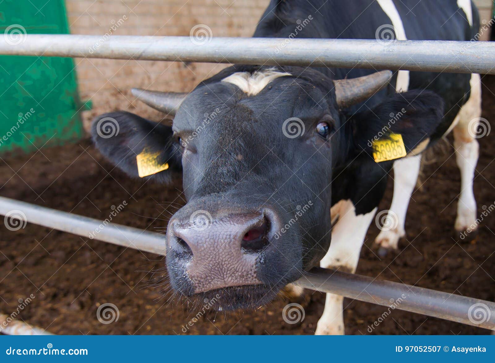 One Cow on a Farm. Dairy Cow. Editorial Photography - Image of ...