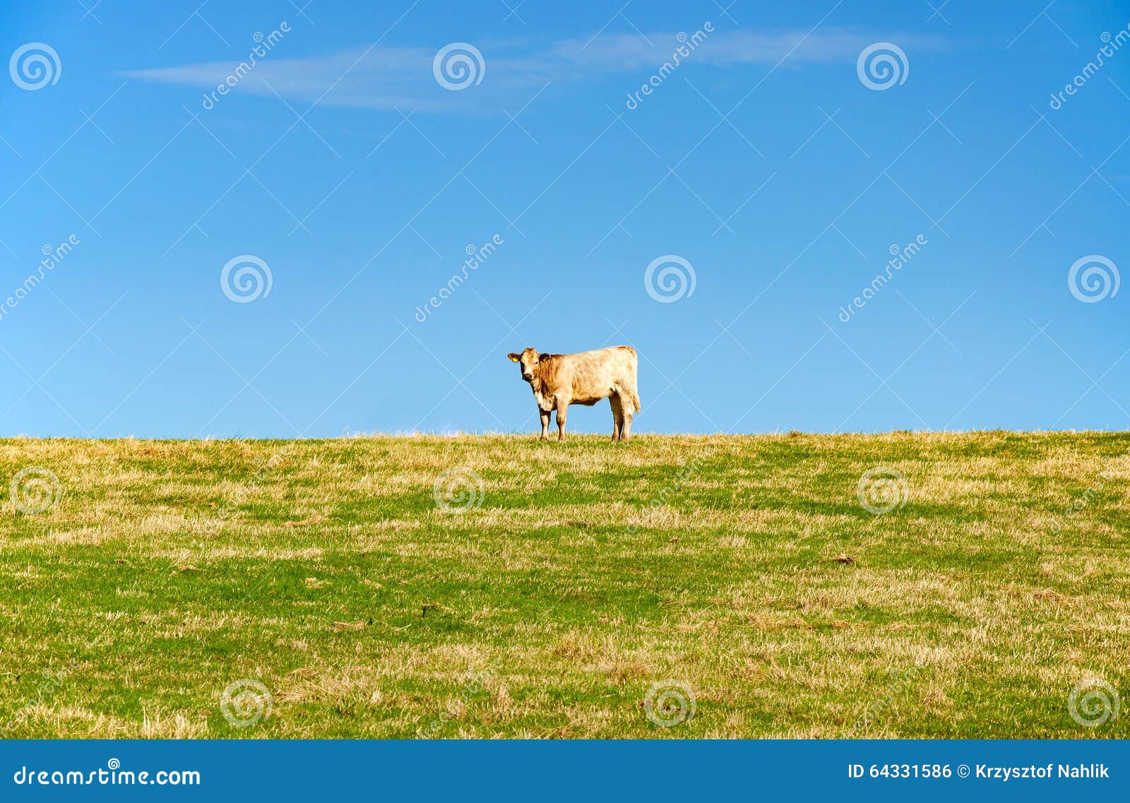 One Cow on the Field with Blue Sky Stock Photo - Image of cattle ...