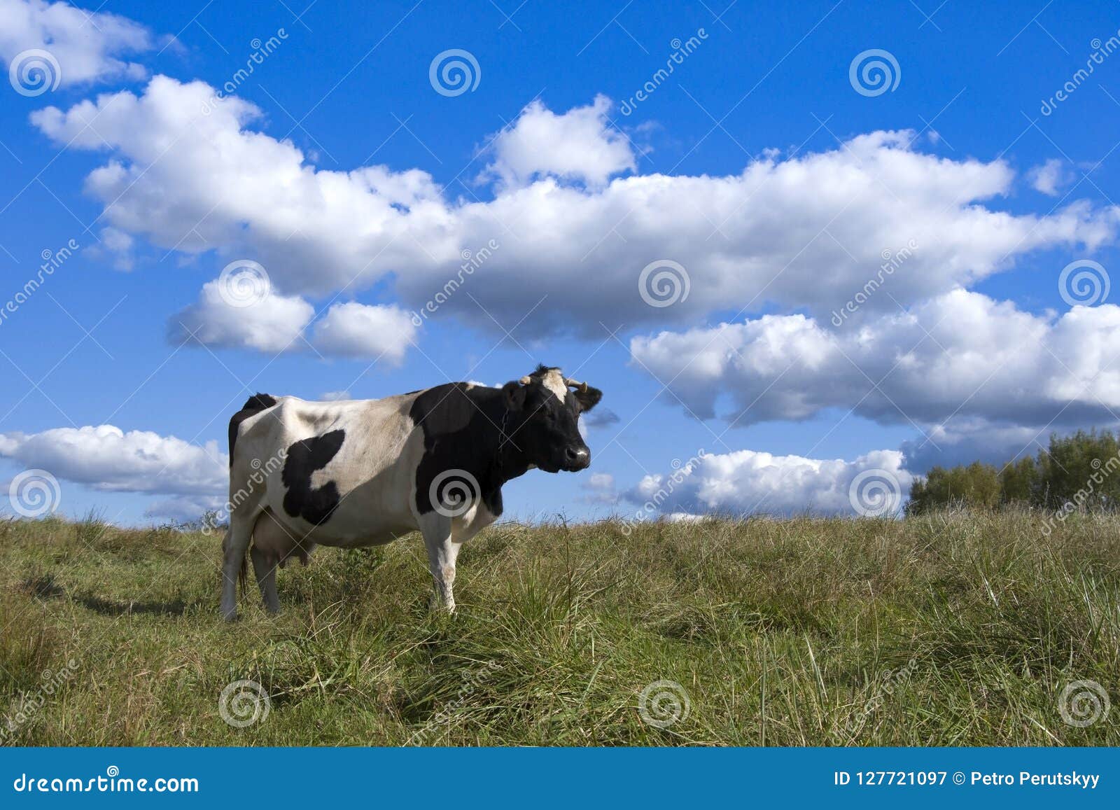 One cow grazing stock image. Image of field, landscape - 127721097