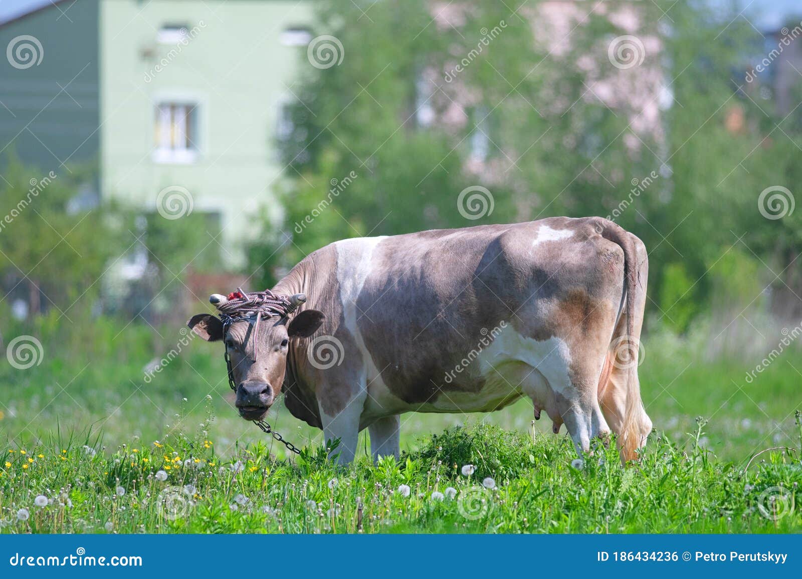 One cow grazing stock photo. Image of country, mammal - 186434236